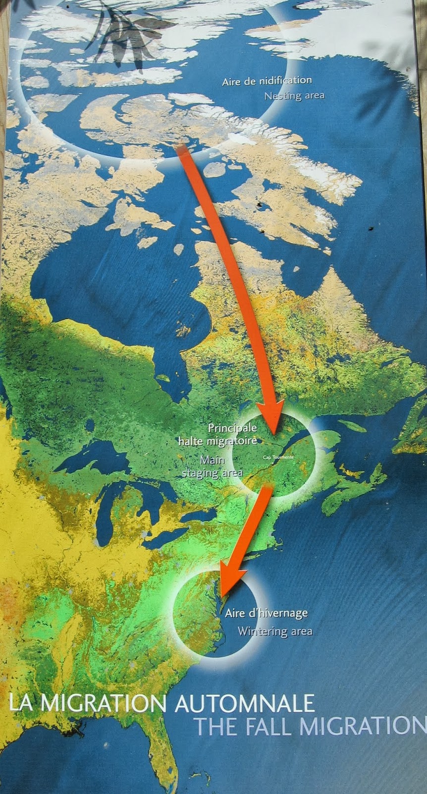 Kiwi Living in Quebec: Autumn Geese Migration