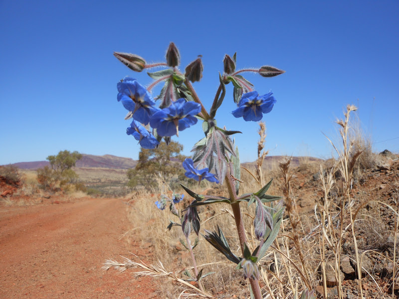 LunaRover: Pilbara Spring