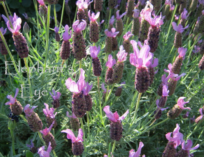 Elephant's Eye: Foreign flowers in our October garden