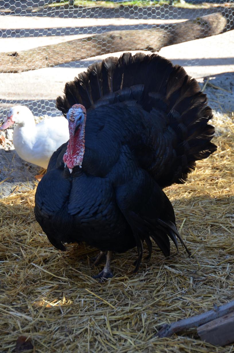 desde mi cadiera: pavo negro de gers