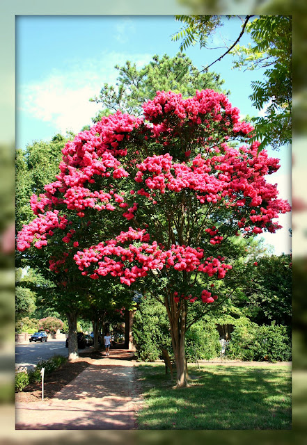 Living In Williamsburg, Virginia: Crepe Myrtle Trees In Bloom ...