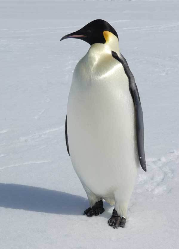 MarivanyBlog: 5 Hal Yang Harus Kita Pelajari dari Kehidupan Pinguin