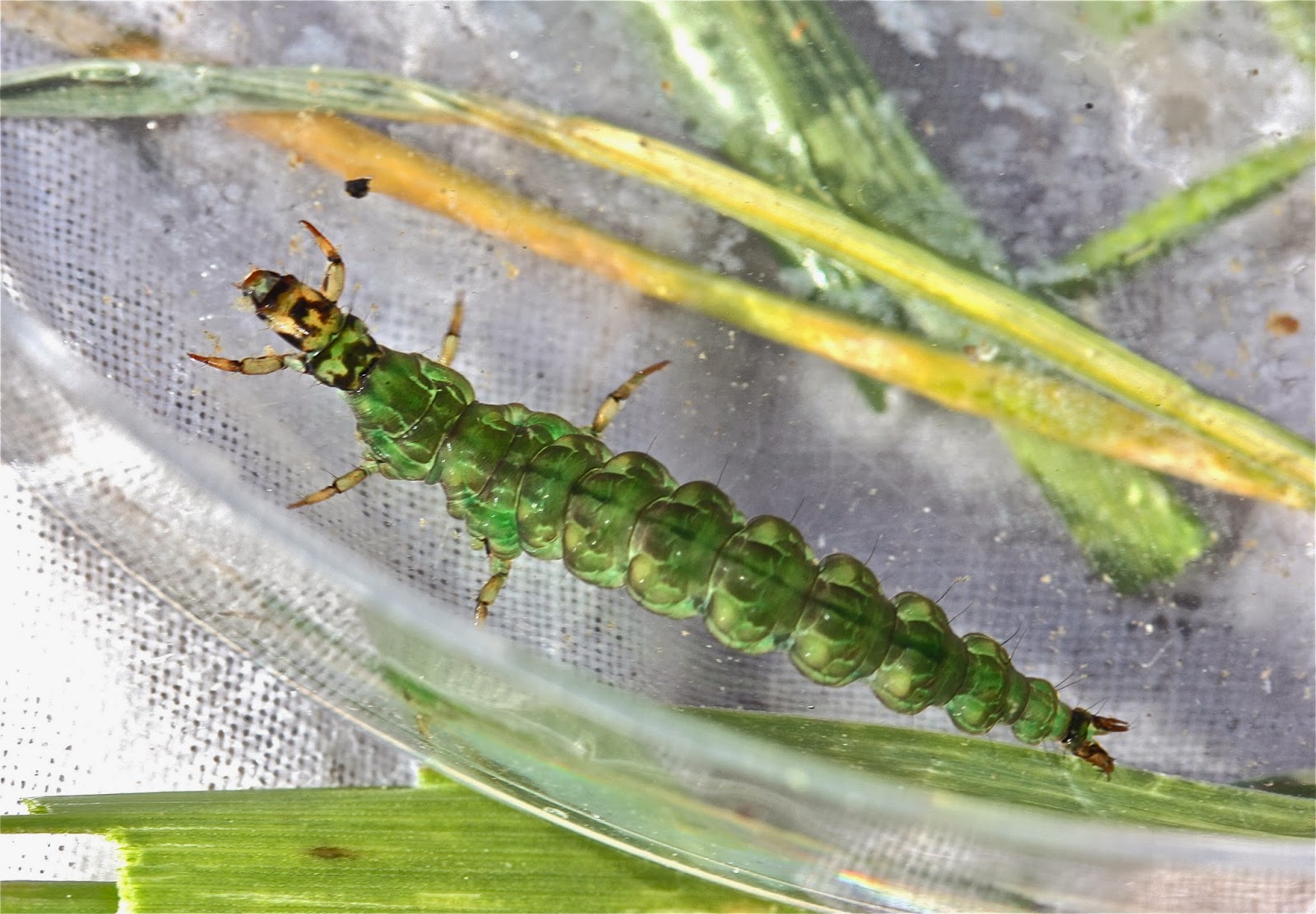Aquatic Insects of Central Virginia: The freeliving caddisfly larva ...