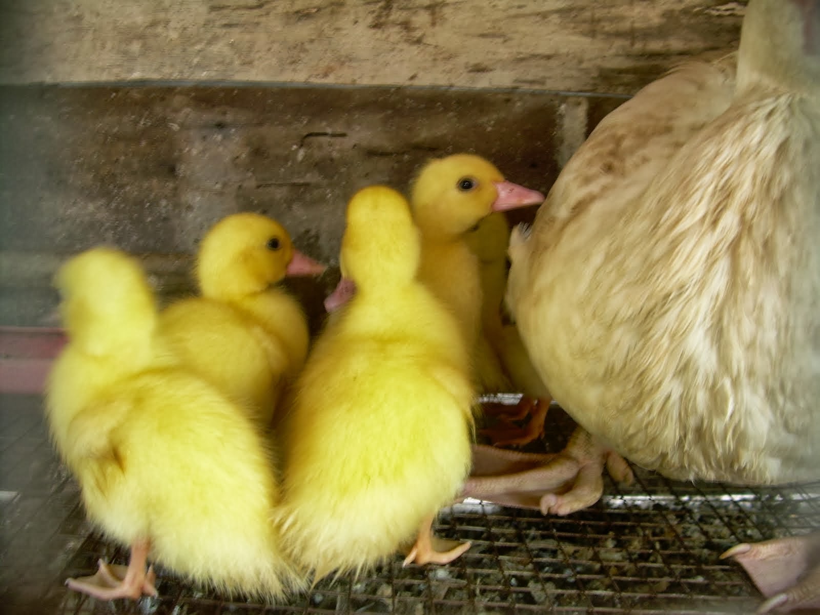 BERITIK BLOG: GAMBAR ANAK ITIK 5