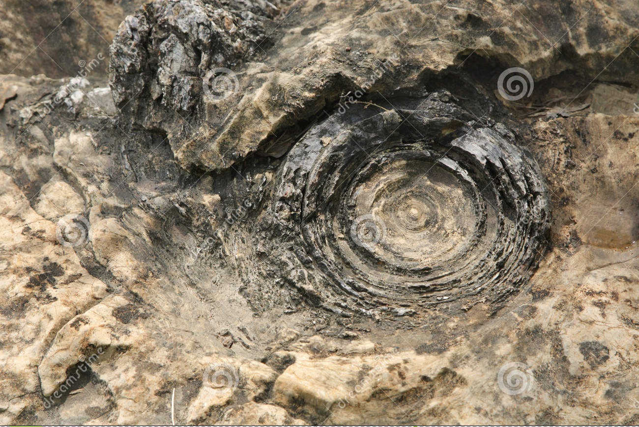 Importancia de las estructuras sedimentarias ~ Sedimentologia para todos