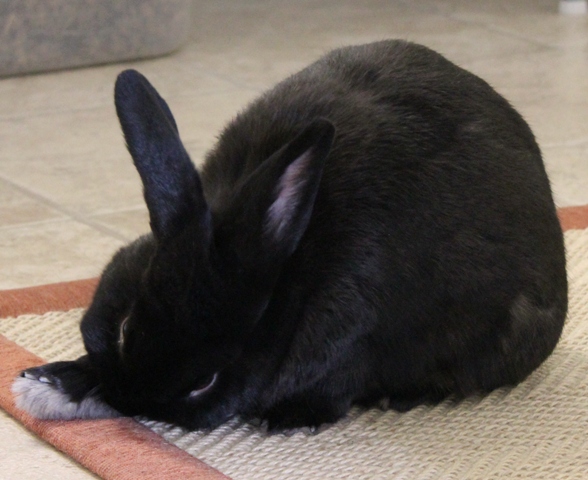 Tales from The Raspberry Rabbits: Happy Friday!