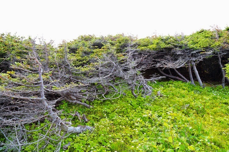 20/20: G. Tod Slone Eye on Newfoundland and Labrador