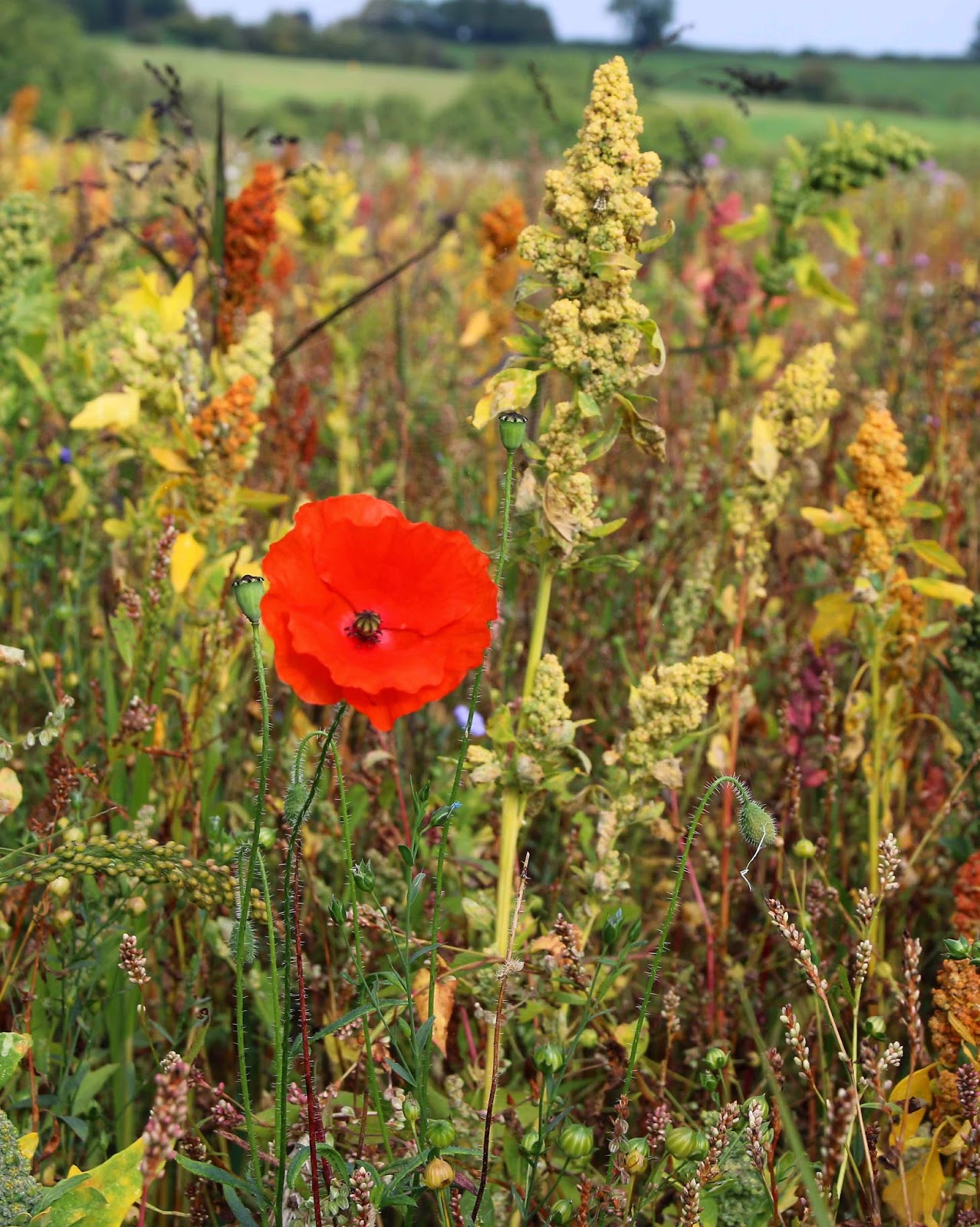 Nature in the Heart of England: Upper Wardington: lesser black backed ...