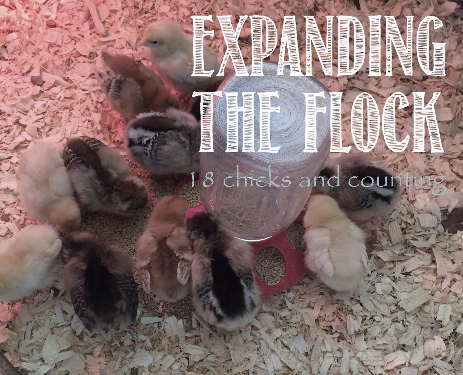 REHOBOTH FARM: Expanding the Flock - 18 Chicks and Counting