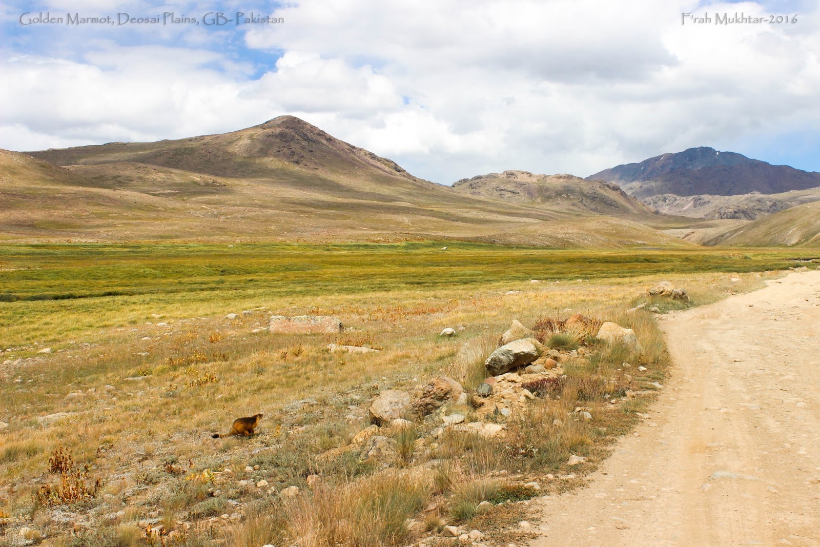 Projections: Deosai, The Land of Giants, Gilgit-Baltistan, Pakistan