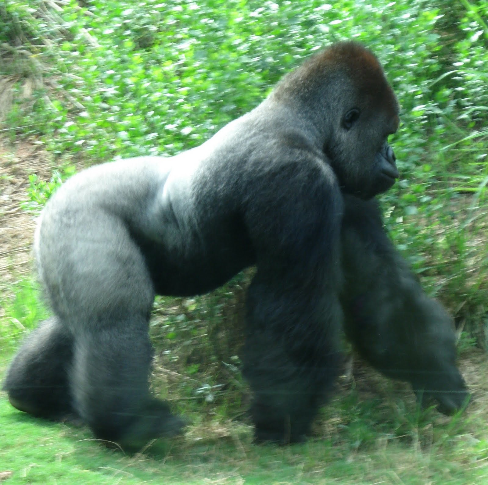 Joey Porter's Pit Bulls: Release of the Silverback