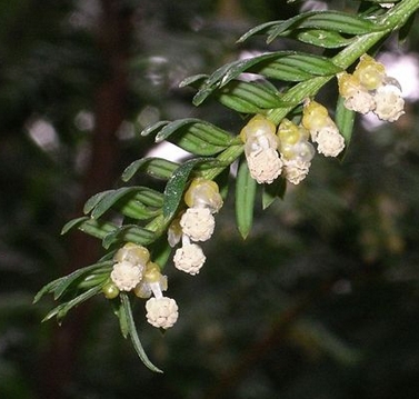 CH´USAY: Tejo (Taxus baccata)