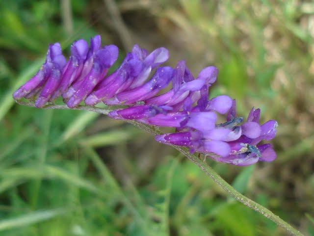 FLORS: Veça (Vicia cracca)
