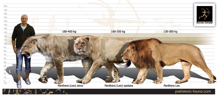 El león de las cavernas. El felino que surgió del frío.