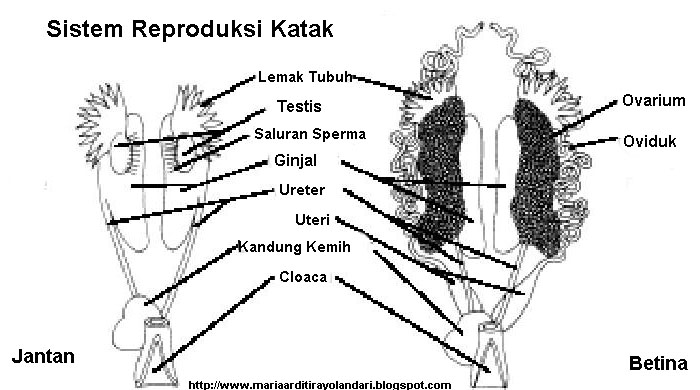 Radira Blog: Organ Dalam Tubuh Katak Asli