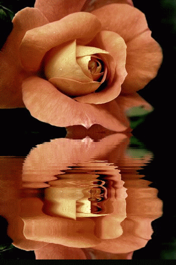 Gif Bunga Terpopuler | Jual Karangan Bunga Jakarta