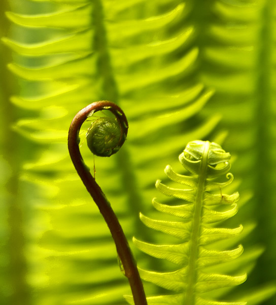 Plant Life: Ferns