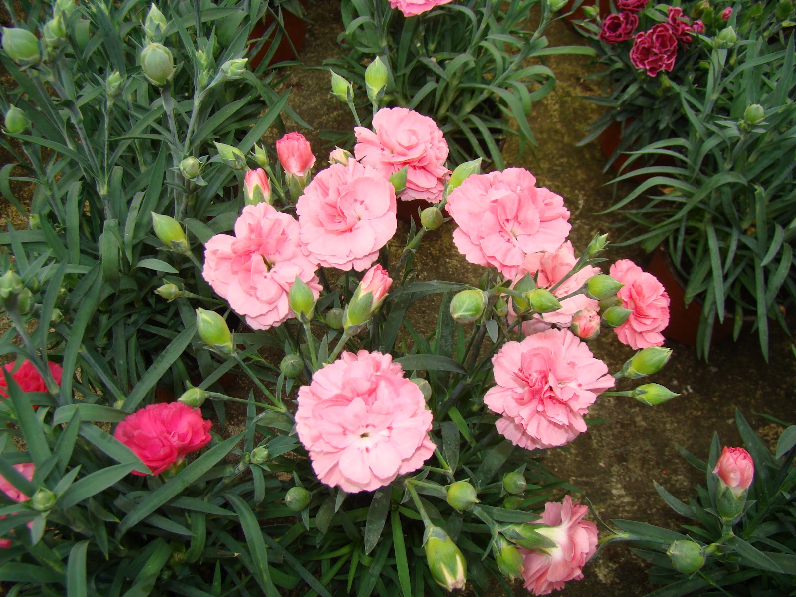 Flores Pinturas y otras cosas guays: CLAVEL DIANTHUS CARYOPHYLLUS