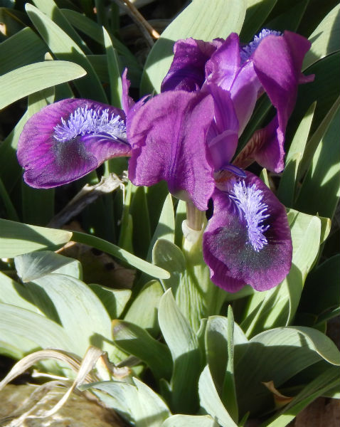 World of Irises: Iris pumila: a Tiny Treasure
