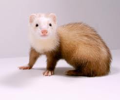 What Can I Do with my Hyper Ferret?