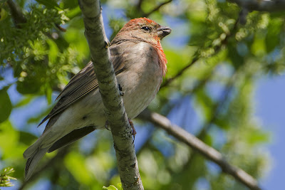 Angus-Zweden: Rosenfink (Carpodacus erythrinus).....Roodmus
