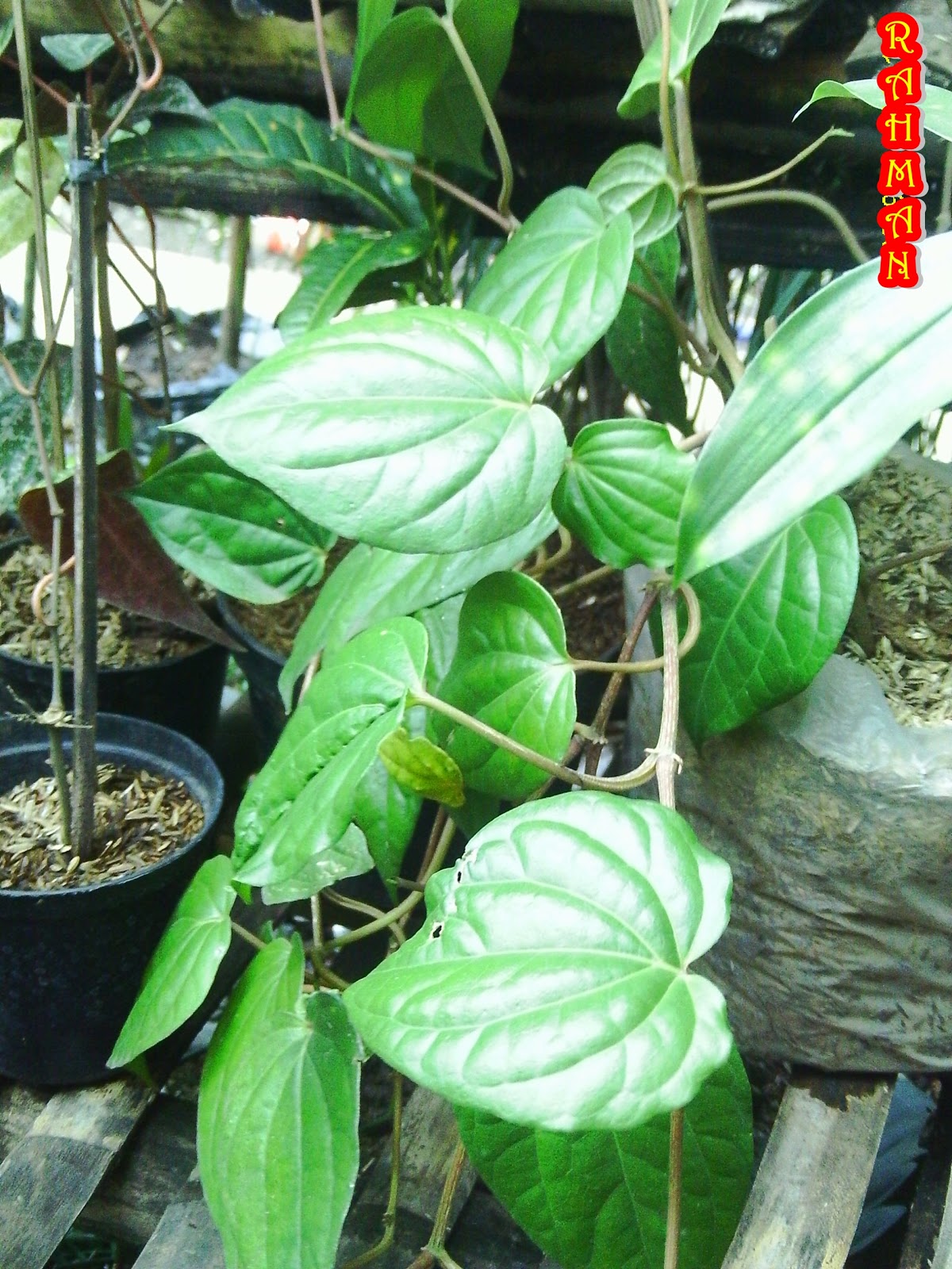 Jual Tanaman Hias: Sirih Hijau