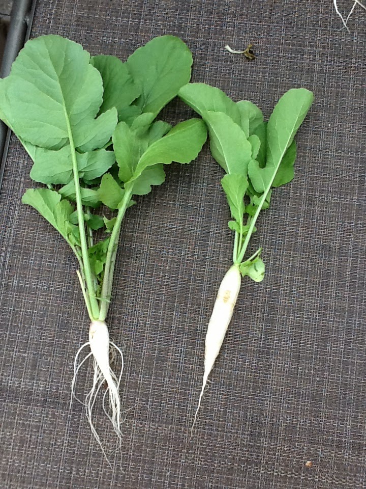 On Aunt Mildred's Porch: A Radish Inspired Meal