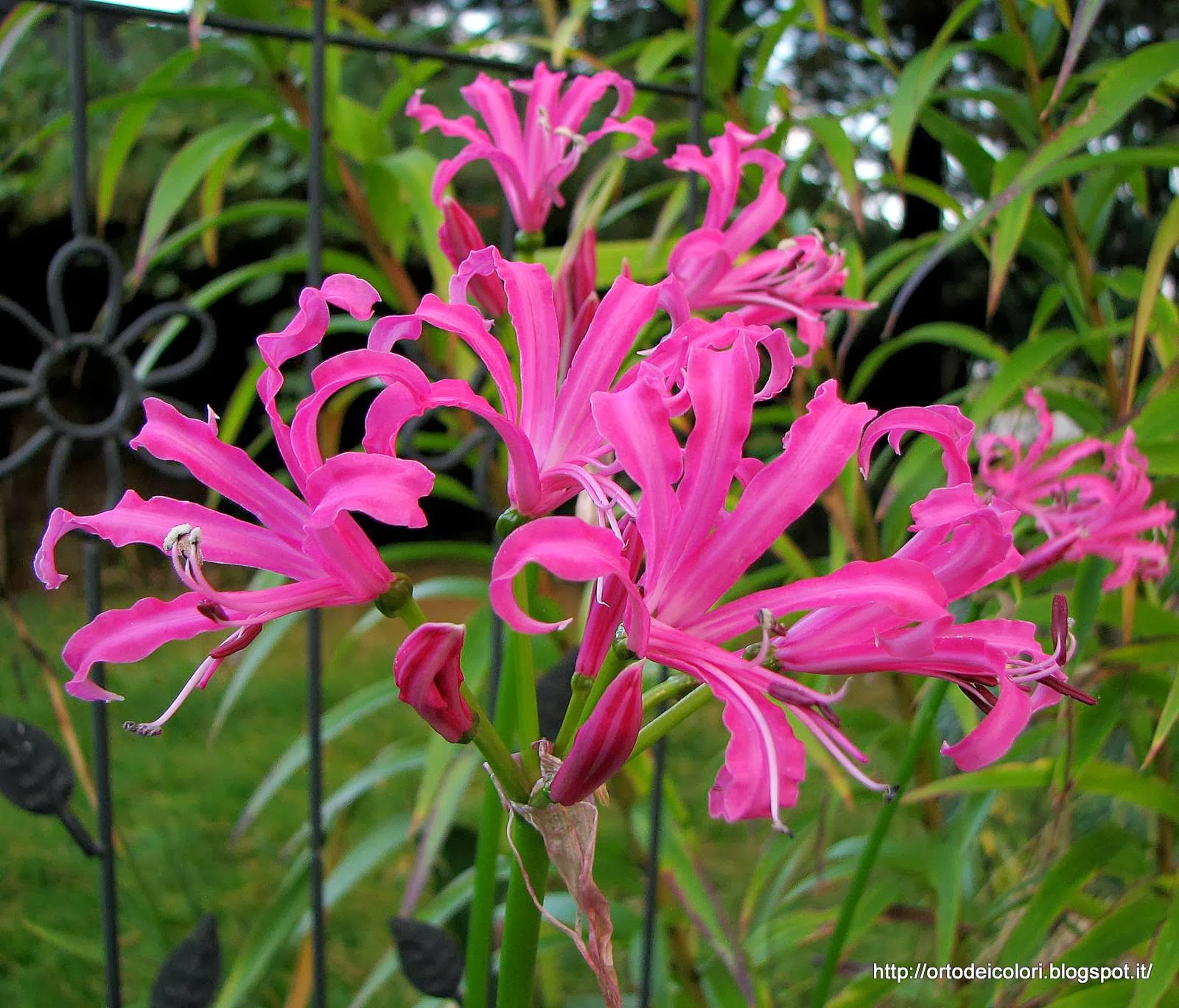 L'orto dei colori: Le nerine iniziano a fiorire.