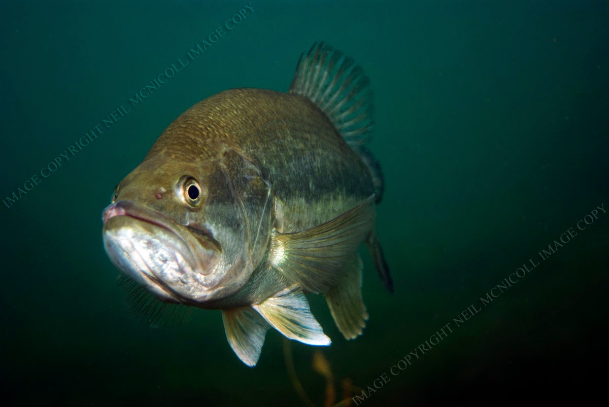 Largemouth Bass Underwater Photography: LARGEMOUTH BASS 3