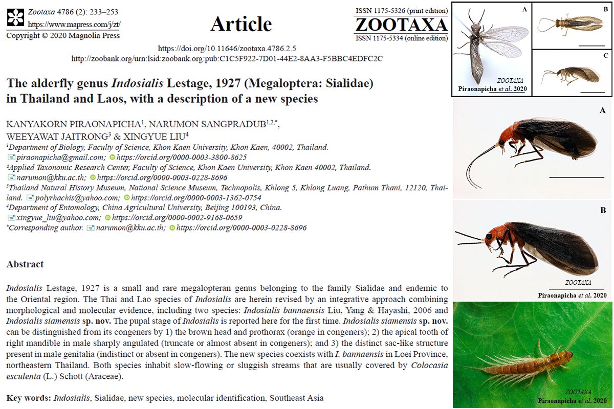 Species New to Science: [Entomology • 2020] Indosialis bannaensis & I ...