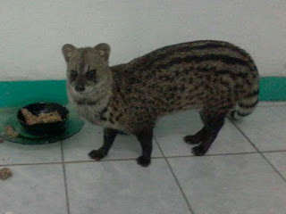Cara Menjinakkan Musang Rase