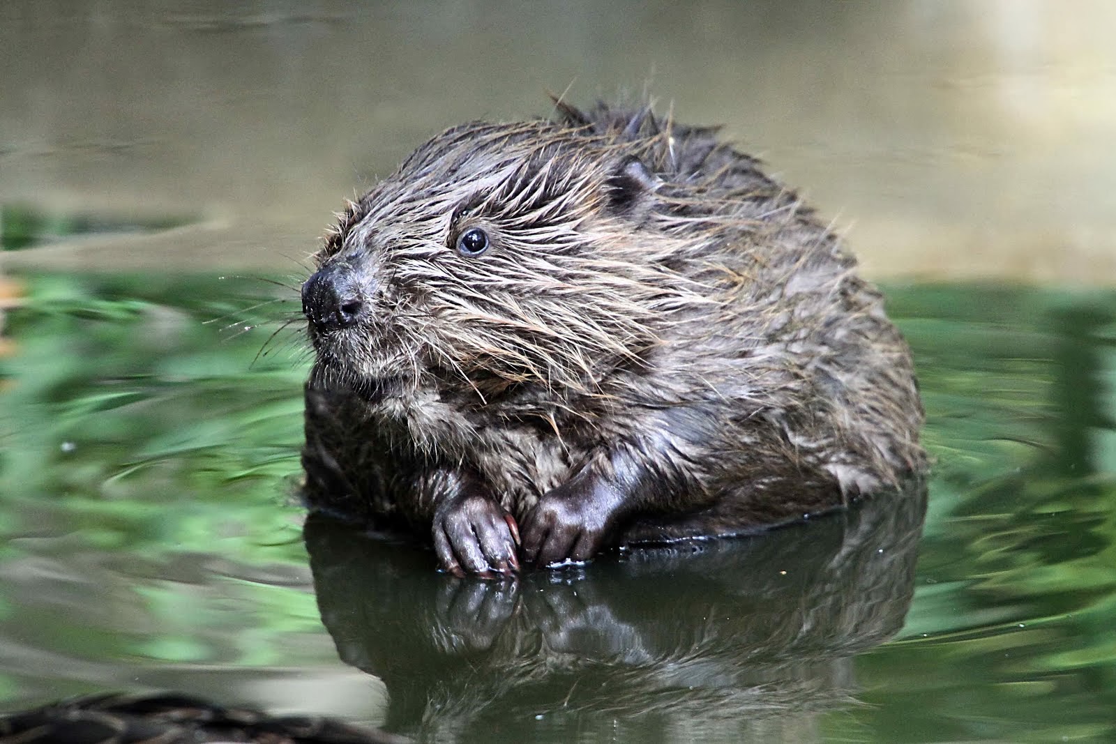 Wildwood Trust: Beaver & rewilding are the answer to the UK's flooding ...
