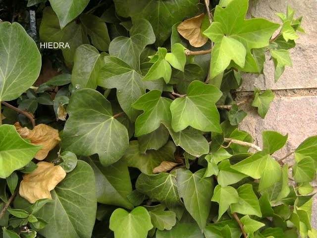 naturconsejos: HIEDRA (Hedera helix)