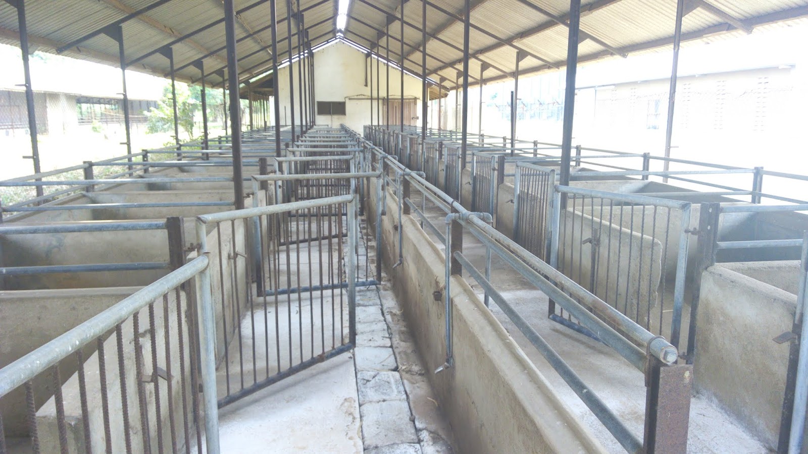 KALUAS: BANDA LA NGURUWE