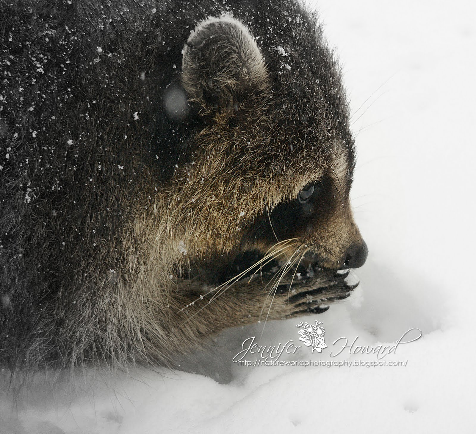 Nature Works Photography: raccoon on a snowy day