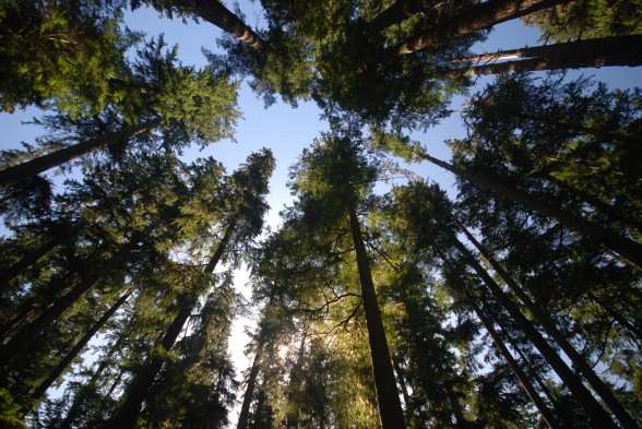 De Apple valt soms ver van de boom | The Crazy Investor