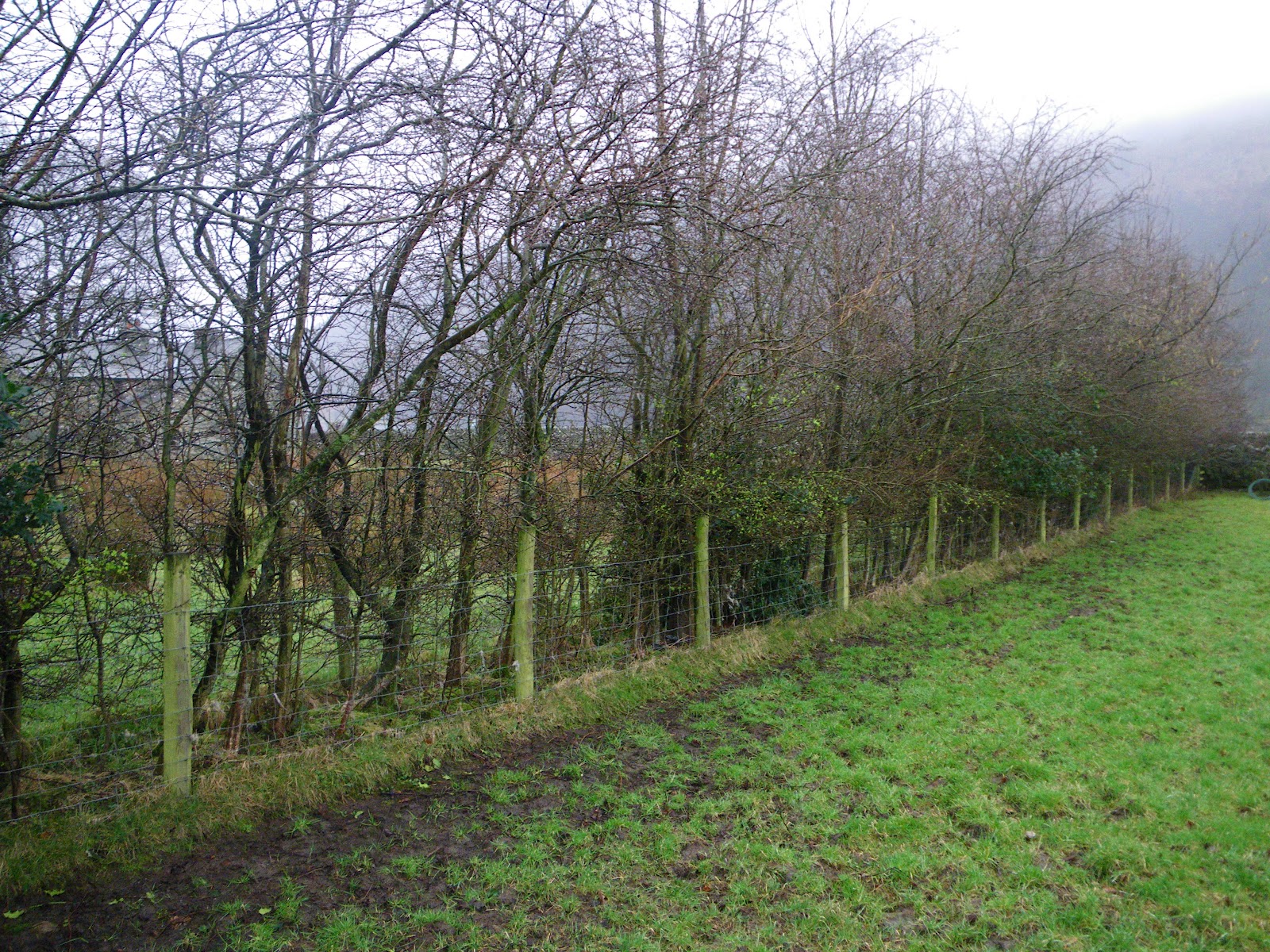 Central and East Lakes Rangers: Hedge laying