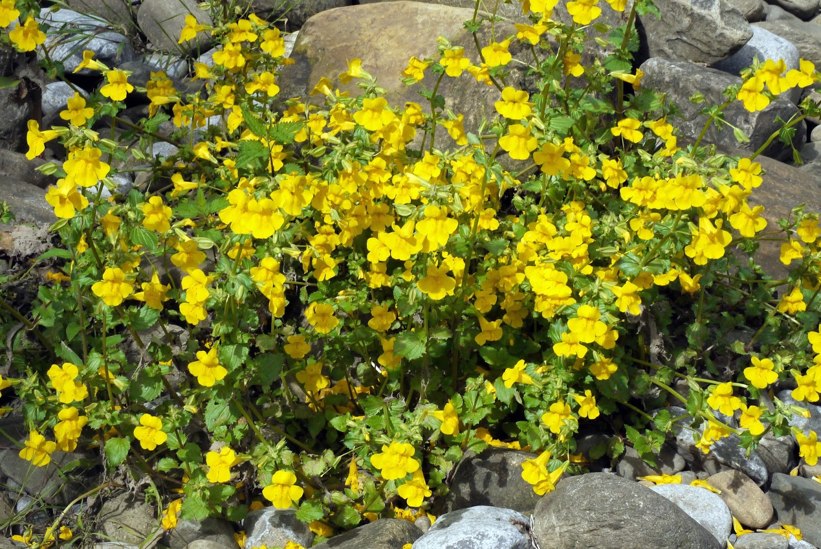 CABINET OF CURIOSITIES: Monkey flowers: summer opportunists when river ...