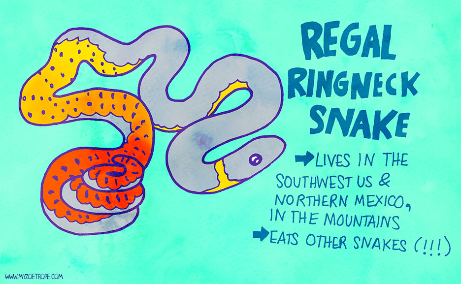 My Zoetrope: 227: Regal Ringneck Snake