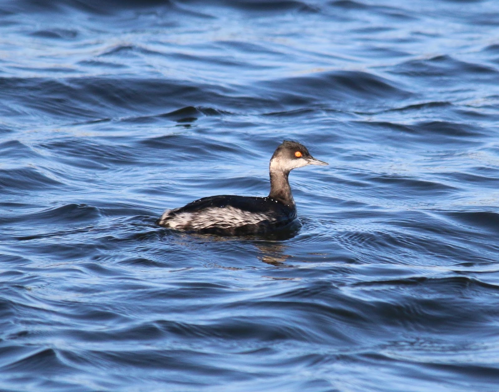 Moysie's Birding Blog