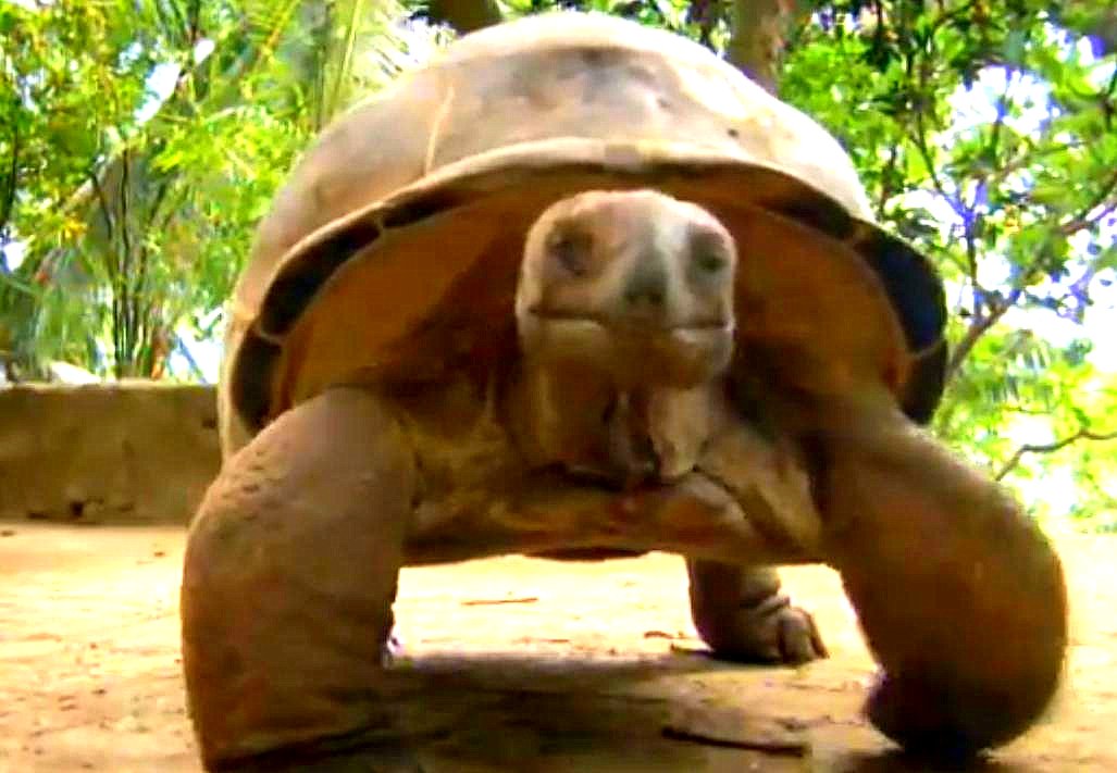 The Flying Tortoise: An Island To Oneself In The Seychelles...