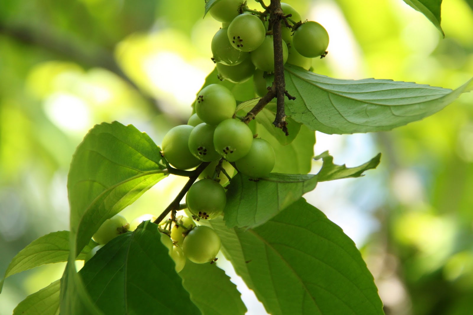saraca: 大风子科:罗庚梅Rukam