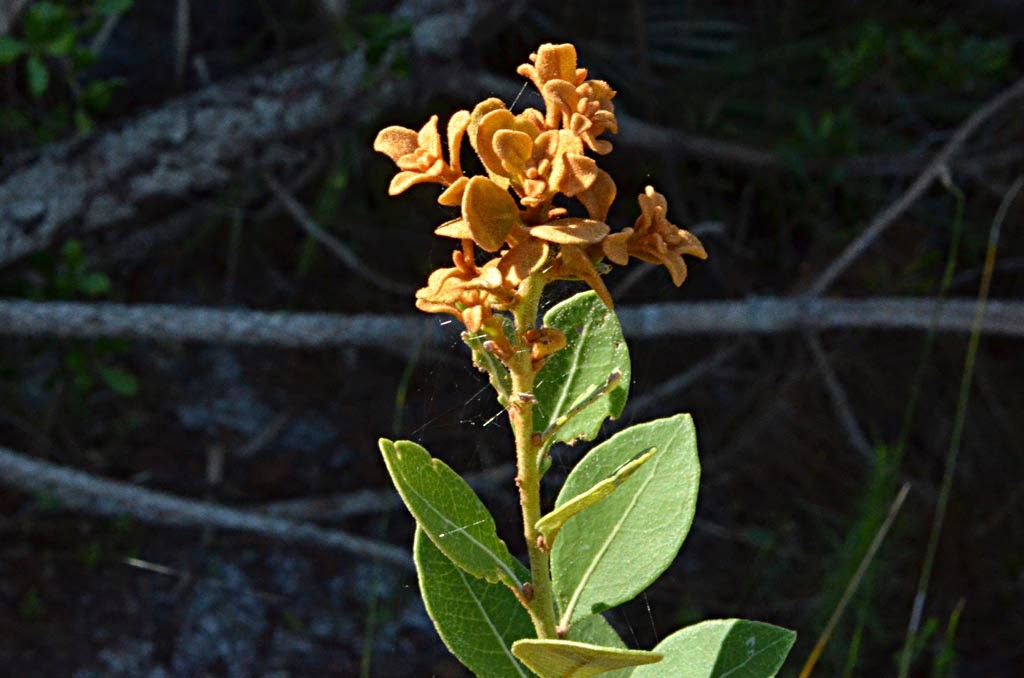 Space Coast Wildflowers: Malabar Scrub Sanctuary, Trial Inventory, May ...