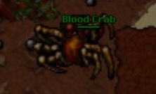 Poradnik zarabiania - Laguna Islands - Tibia ~ Tibio-Maniak