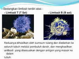 KESEHATAN: SISTEM HEMATOPOITIK ( KOMPONEN DARAH )