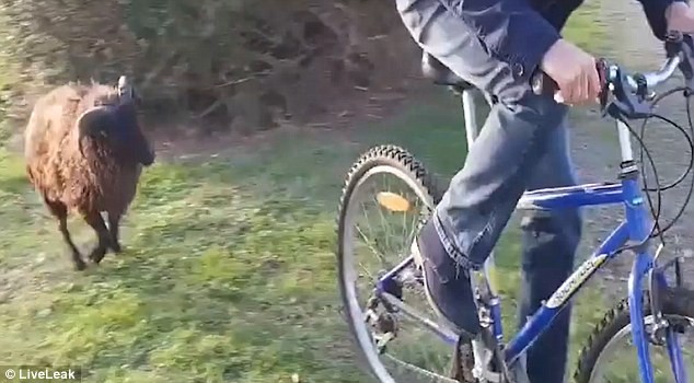 Circle City Bicycles Indianapolis Cycling Blog: Thursday Video - Ram ...