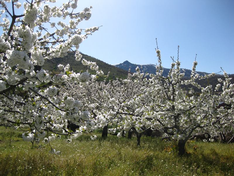 Cherry blossoms in the Jerte Valley, Spain