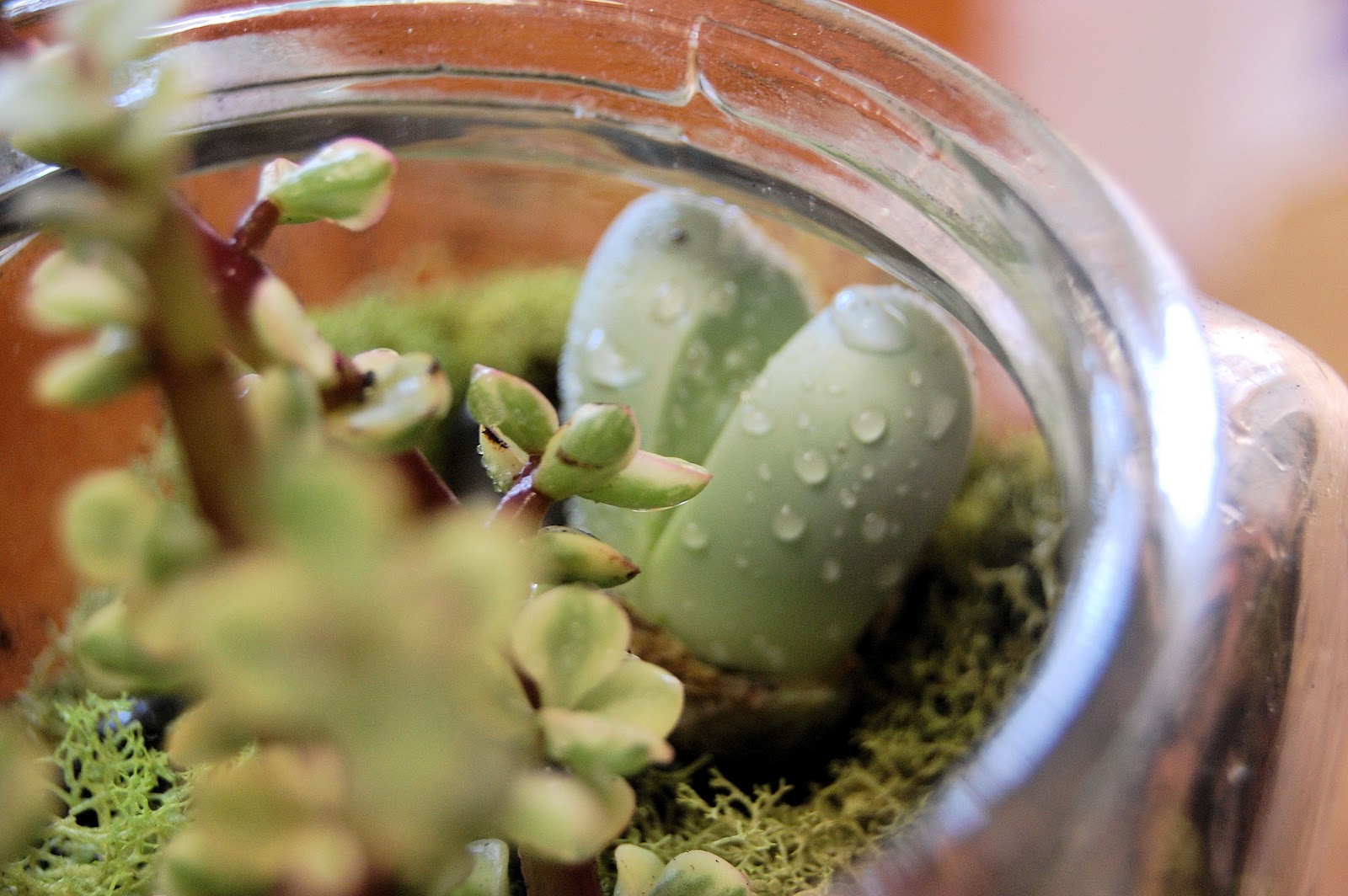 The Bumbling Gardenista: Terror-rarium