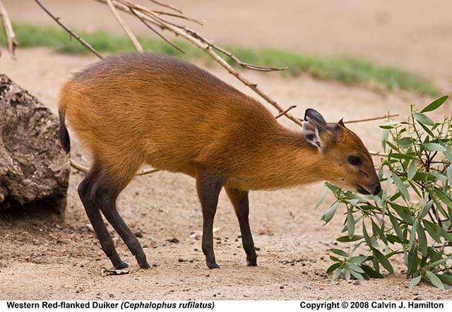 Compañeros de viaje: Duiker de flancos rojos (Cephalophus rufilatus)