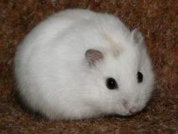 Los animales fantasticos: HAMSTERS PARA SIEMPRE